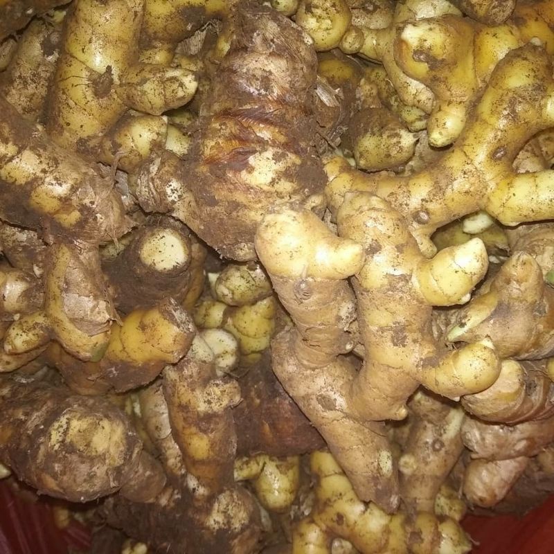 Jual Rimpang Temu Putih Segar/Curcuma zedoaria (500 Gram) | Shopee ...