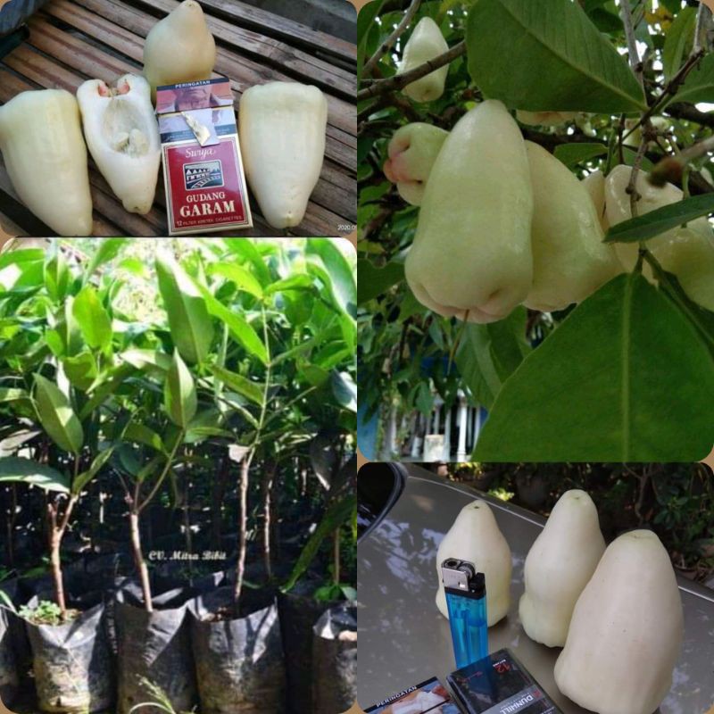 Jual Bibit Jambu air putih jumbo | Shopee Indonesia