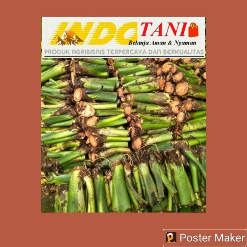 Jual bibit talas beneng super jumbo max berat 200 gram | Shopee Indonesia