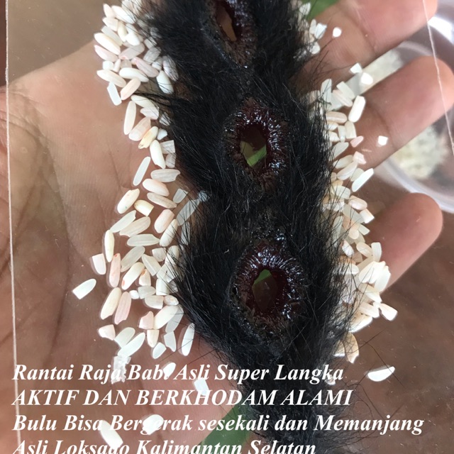Jual Samban Raja Babi Langka Mata 3 Asli Pedalaman Kalimantan | Shopee ...