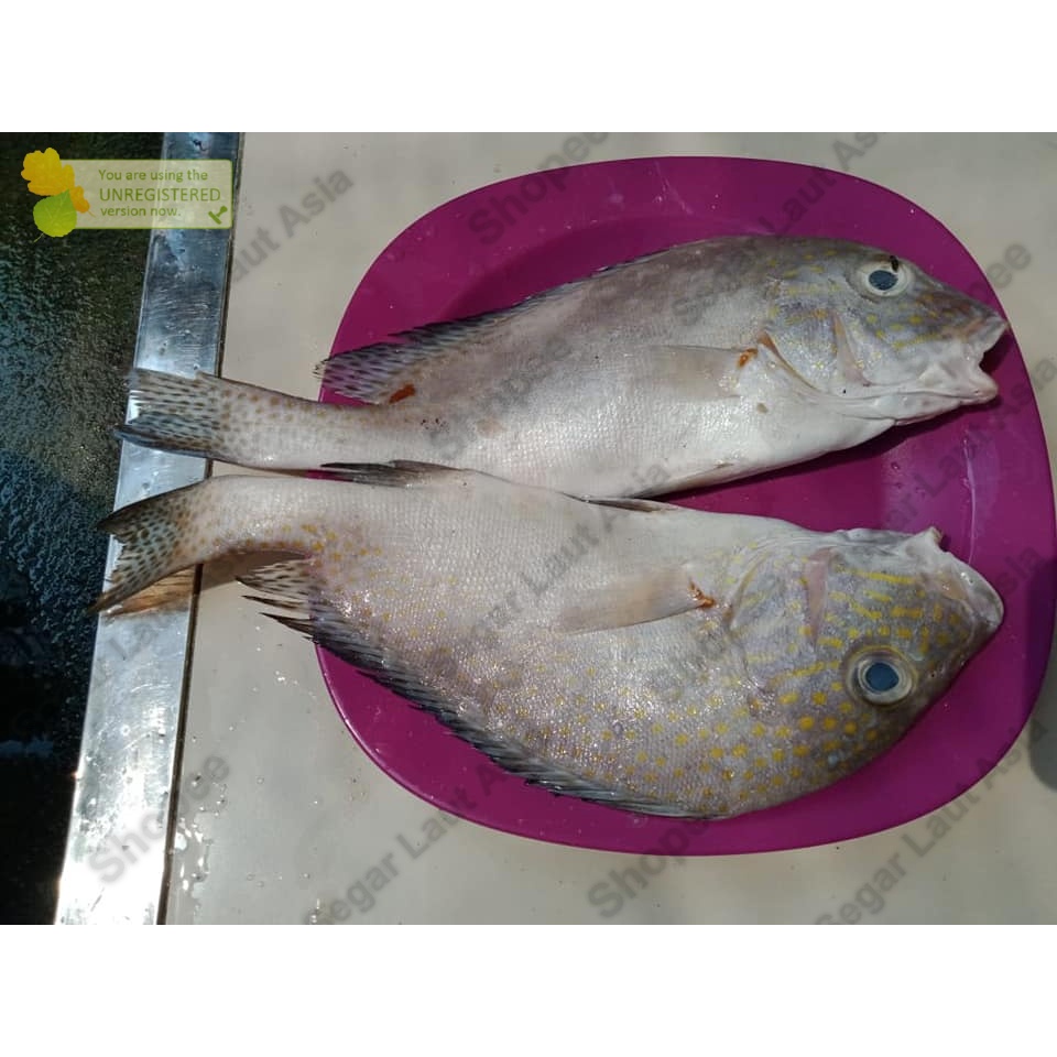 Jual Ikan Kaci Kaci Segar Ikan Kaci 1Kg | Shopee Indonesia