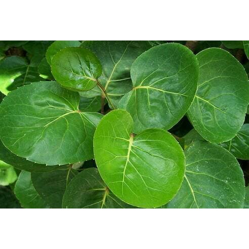 Jual Daun Mangkokan / Nothopanax Scutellarium 100 g | Shopee Indonesia