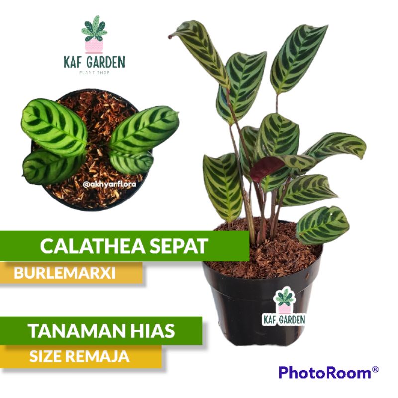 Jual Calathea Stromata Calathea burlemarxii tanaman hias calatea ...