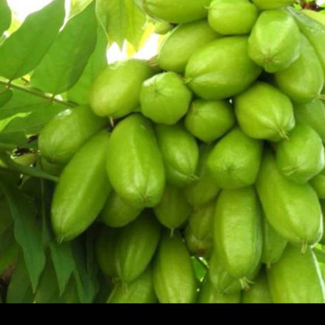 Jual Pohon Beling bing Asam//beling bing besi/blingbing sayur | Shopee ...