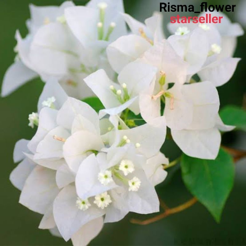 Jual Pohon Bougenville Bunga Putih Tanaman Hias Bougenville Shopee