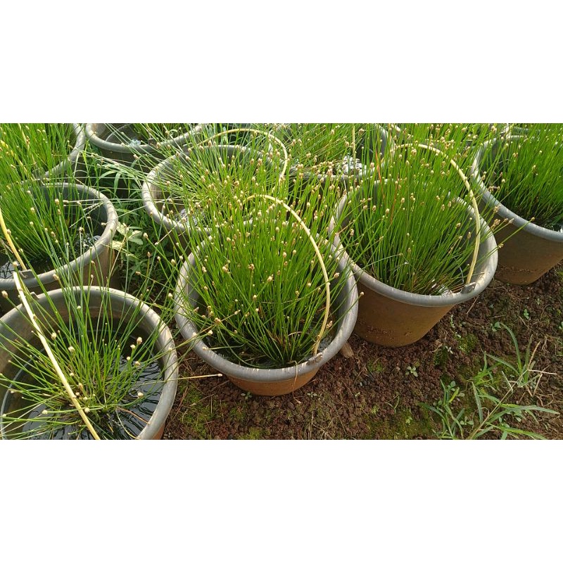 Jual tanaman pentul korek tanaman air pentol korek | Shopee Indonesia