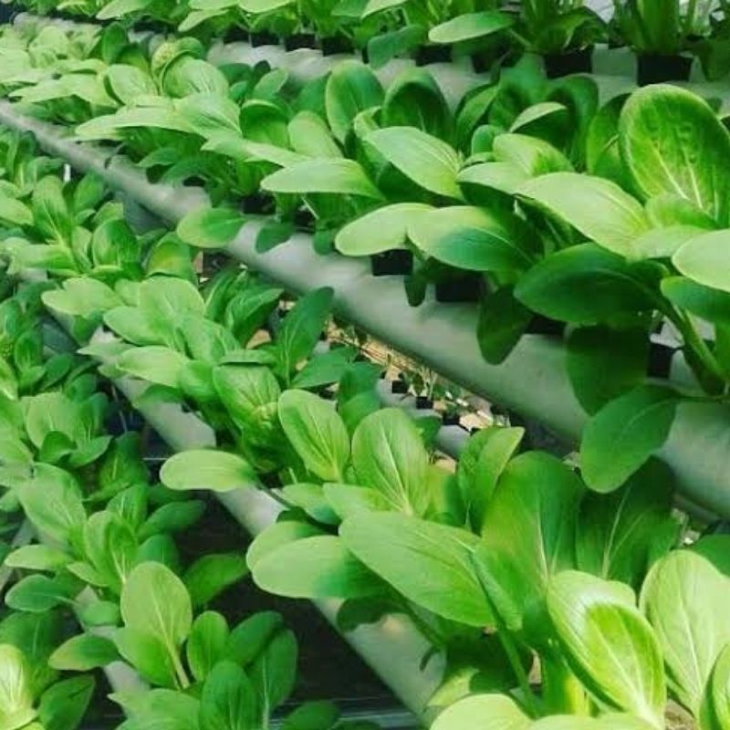 Jual BIBIT PAKCOY HIDROPONIK ☘️ 250 BENIH ☘️ PRODUK NATURAL ORGANIK ...