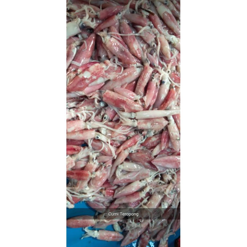 Jual Cumi Cumi Teropong Kecil 1 Kg Fresh Segar Makassar | Shopee Indonesia