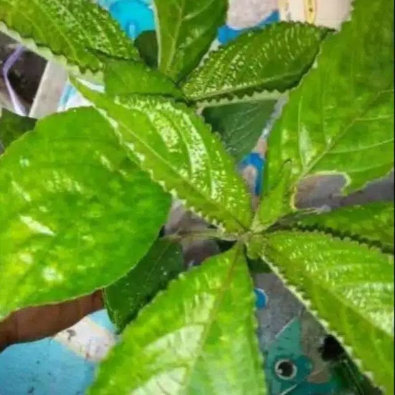 Jual daun keji beling obat herbal daun pecah beling segar 100 gram ...