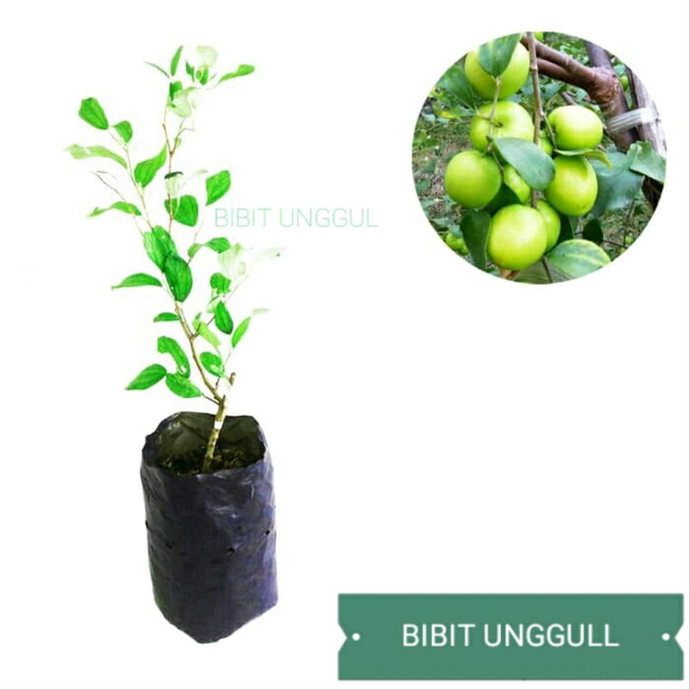 Jual Jual bibit pohon apel pusta india pohon tanaman apel pusta Diskon ...