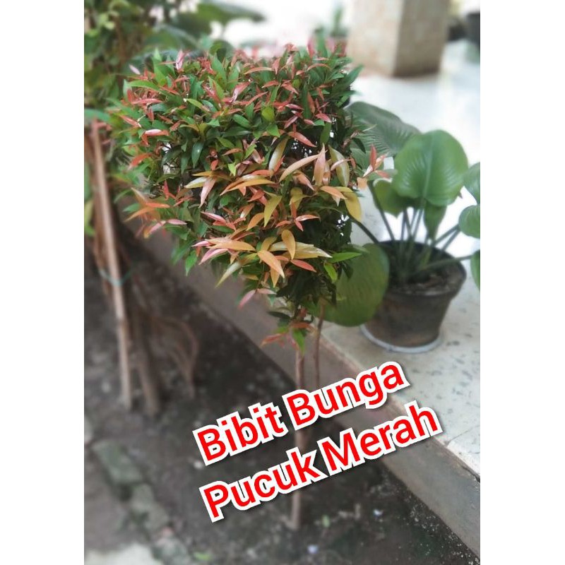 Jual Bibit Bunga Pucuk Merah | Shopee Indonesia