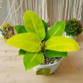 Jual bunga pilo Harga Terbaik & Termurah Januari 2026 | Shopee Indonesia
