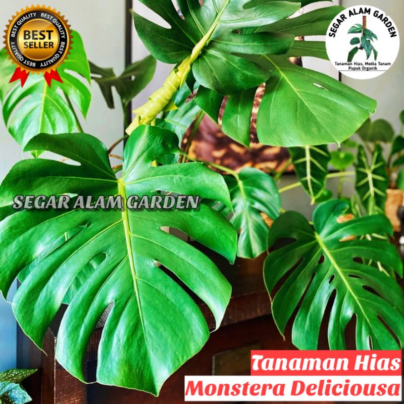 Jual DAUN BESAR (DEWASA) Tanaman Hias Monstera Deliciousa - Monstera ...