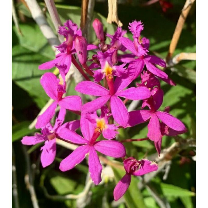 Jual Bibit Tanaman hias epidendrum (anggrek Tanah) bunga ungu | Shopee ...