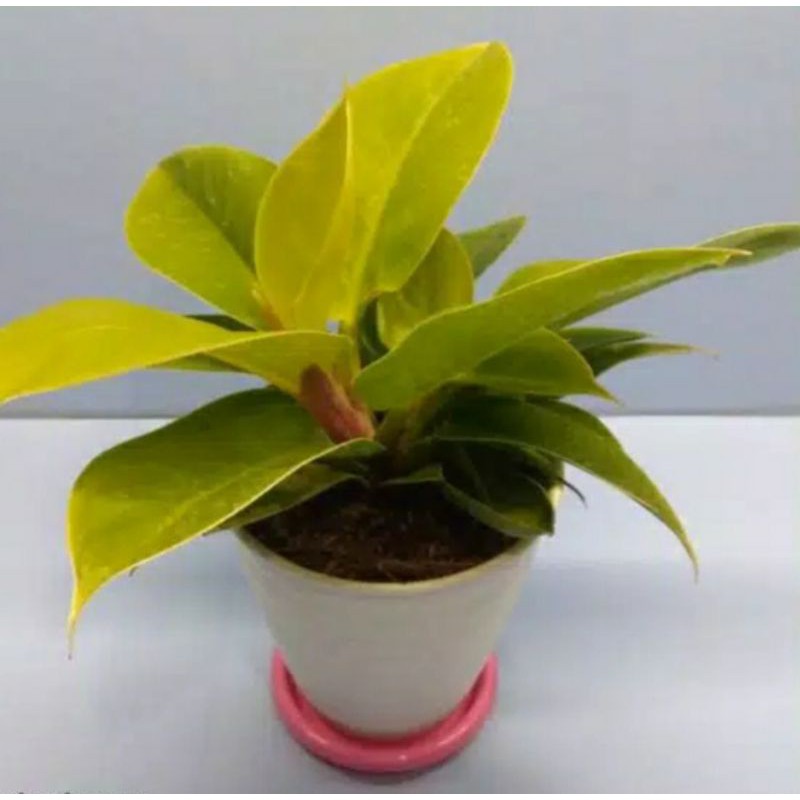 Jual philo golden sunrise philo lemon pilo kuning tanaman indoor ...