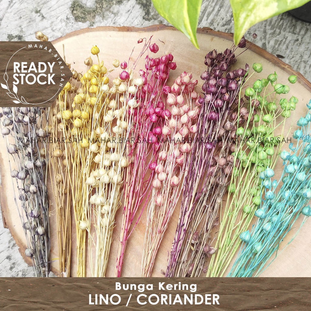 Jual RS 5 Gr Bunga Lino Kering / Dried Lino Coriander / Flax / Bunga ...