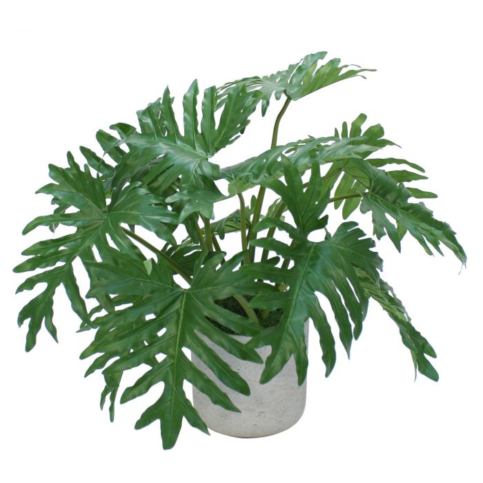 Jual Tanaman Hias Philodendron Selloum Pohon Dendron Philo Jari ...