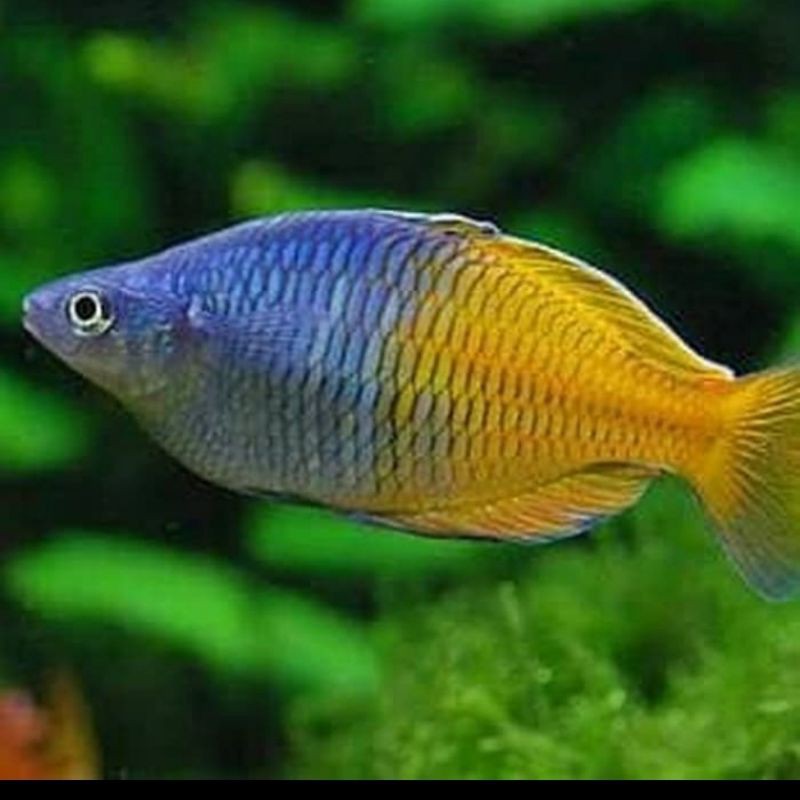 Jual Ikan Hias Rainbow Boesemani Bosmani Aquarium Aquascape | Shopee ...
