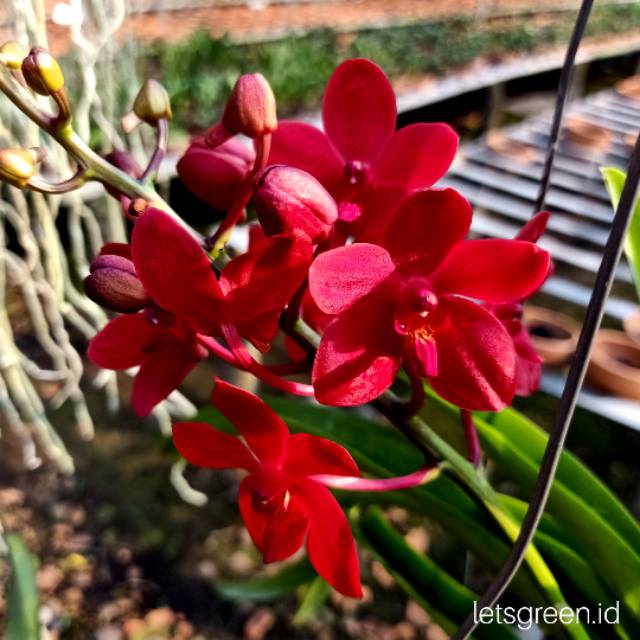 Jual Seedling anggrek Dendrobium super red - Tanaman Hias Hidup - Bunga ...