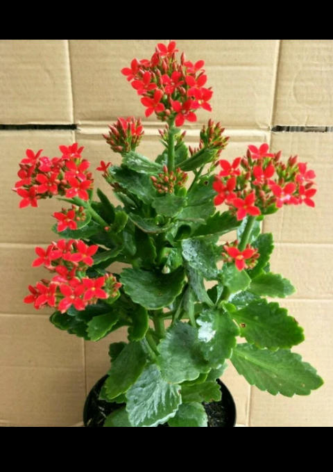 Jual tanaman hias cocor bebek kalanchoe bunga tumpuk COD WARNA RANDOM ...