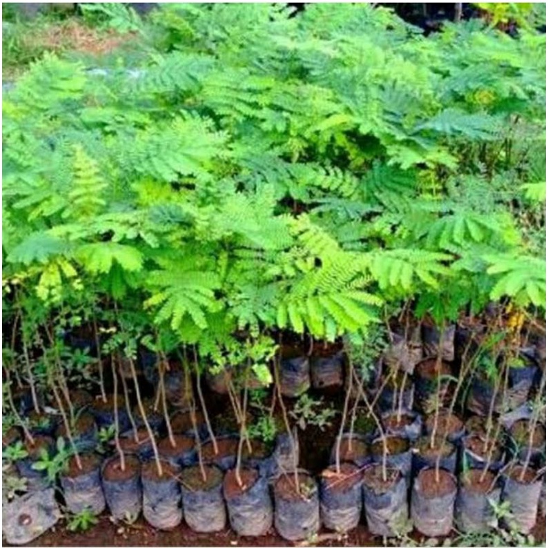 Jual benih kayu solomon polibag bibit kayu albu/Albasia/sengon /Solomon ...