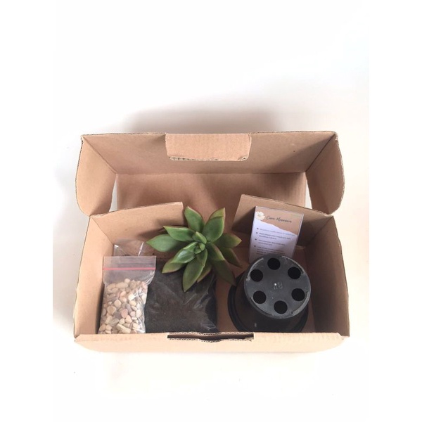 Jual Gardening kit tanaman sekulen | Shopee Indonesia