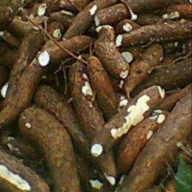 Jual Singkong / Ketela pohon Segar | Shopee Indonesia