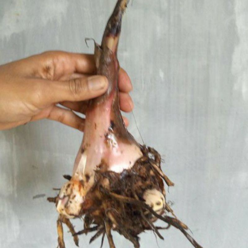 Jual bibit bogol pisang raja sereh,bibit tanaman pisang raja sereh ...