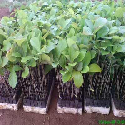 Jual BIBIT TANAMAN JATI SUPER | Shopee Indonesia