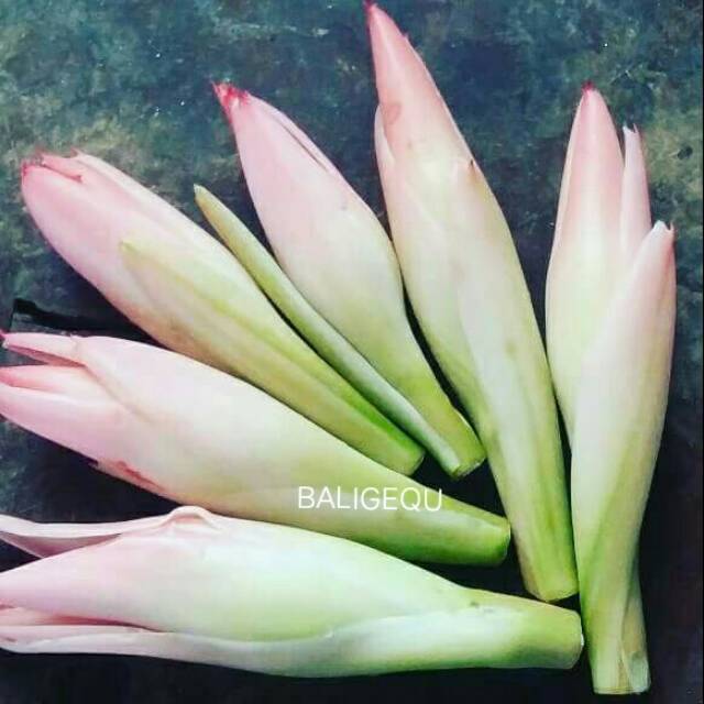 Jual Kecombrang / Kincung 1 kg | Shopee Indonesia