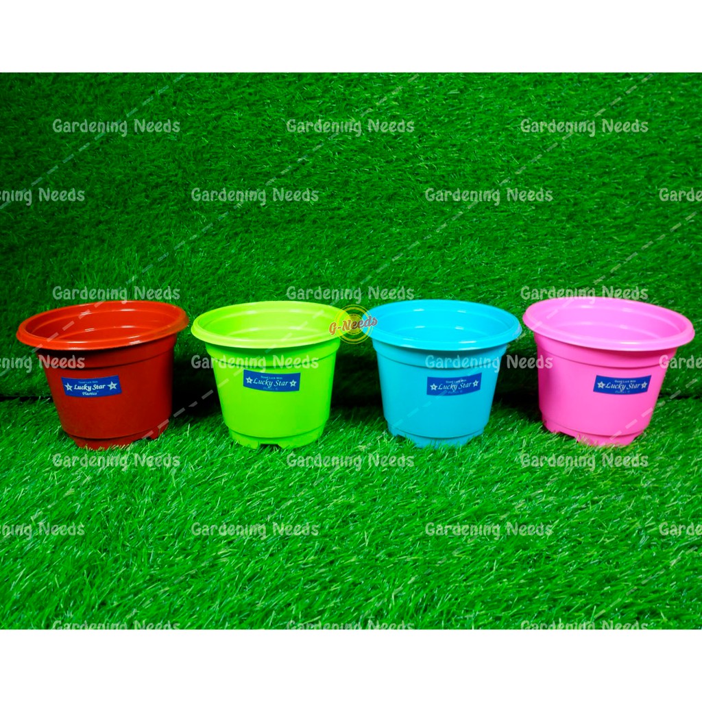 Jual Pot Bunga/Tanaman Lucky star Bibit 10 cm Warna Warni 5311 | Shopee ...