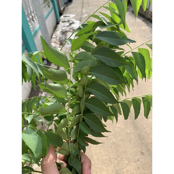 Jual Daun Kari atau Salam Koja Segar Pertangkai | Shopee Indonesia