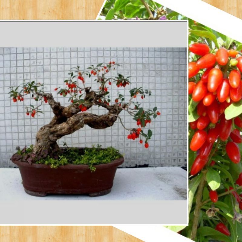 Jual Benih Bibit 5 Biji Buah Black Cherry Ceri LANGKA Big Red Black ...