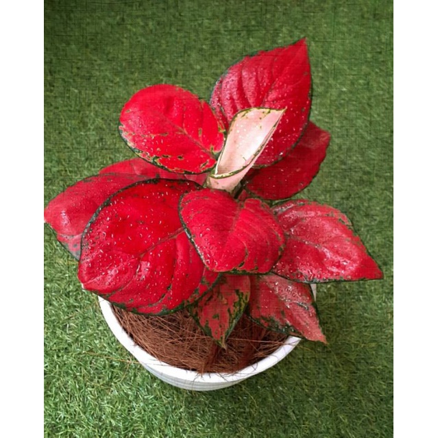 Jual AGLAONEMA RED ANJA/TANAMAN HIAS AGLAONEMA RED ANJA | Shopee Indonesia