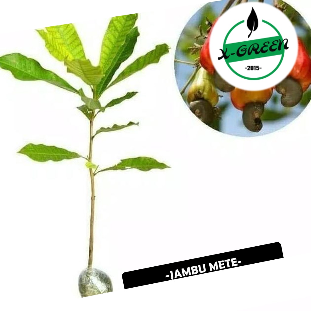 Jual 6 Pohon Jambu Mete, Jambu Monyet - (X-Green) | Shopee Indonesia