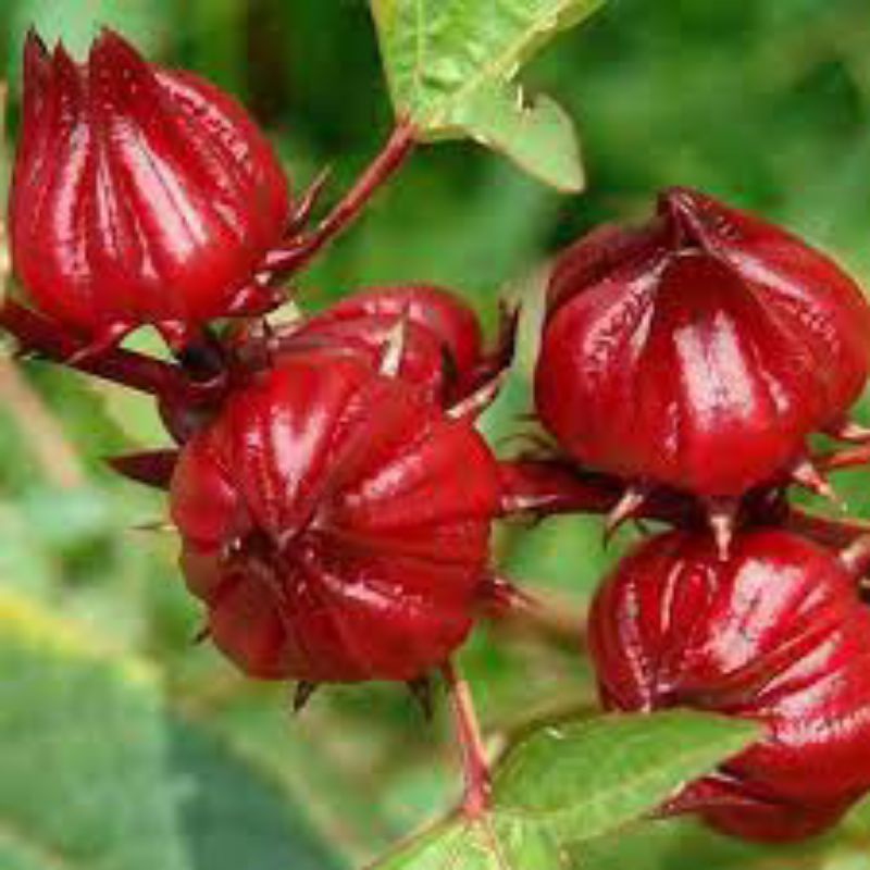 Jual Isi 10 Butir Biji, Benih/Biji Rosella Merah Tanaman Herbal ...