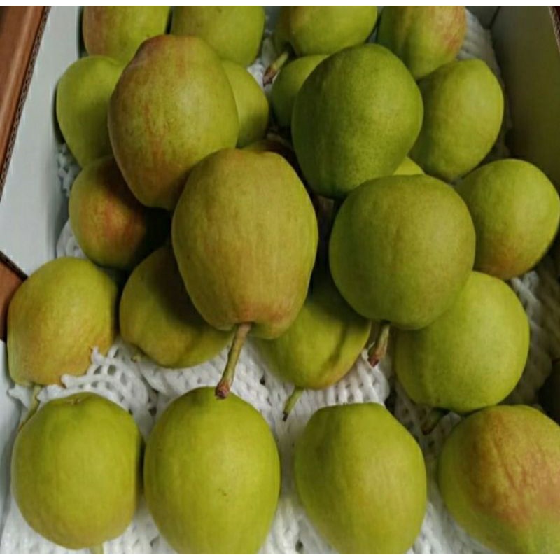 Jual pear xiang li 1 kg | Shopee Indonesia