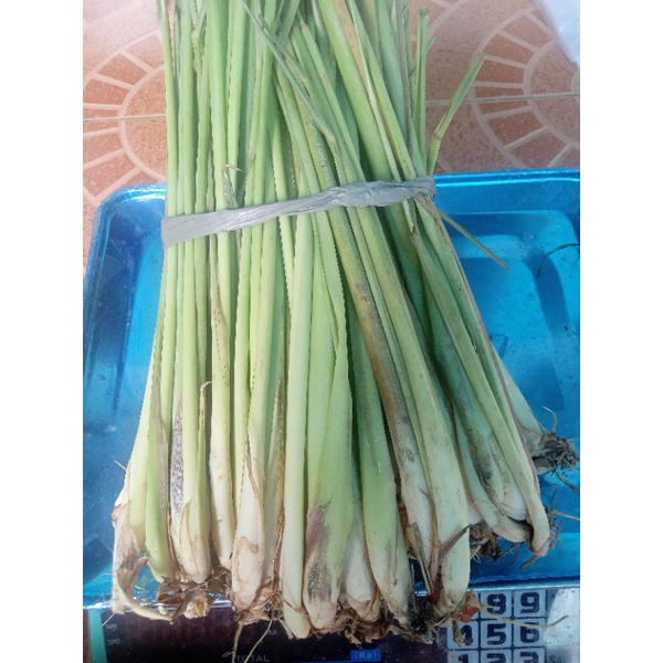 Jual serei/sereh bumbu dapur murah 1 kg | Shopee Indonesia