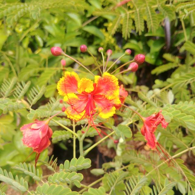 Jual Tanaman hias red peacock flower (bunga merak merah) | Shopee Indonesia