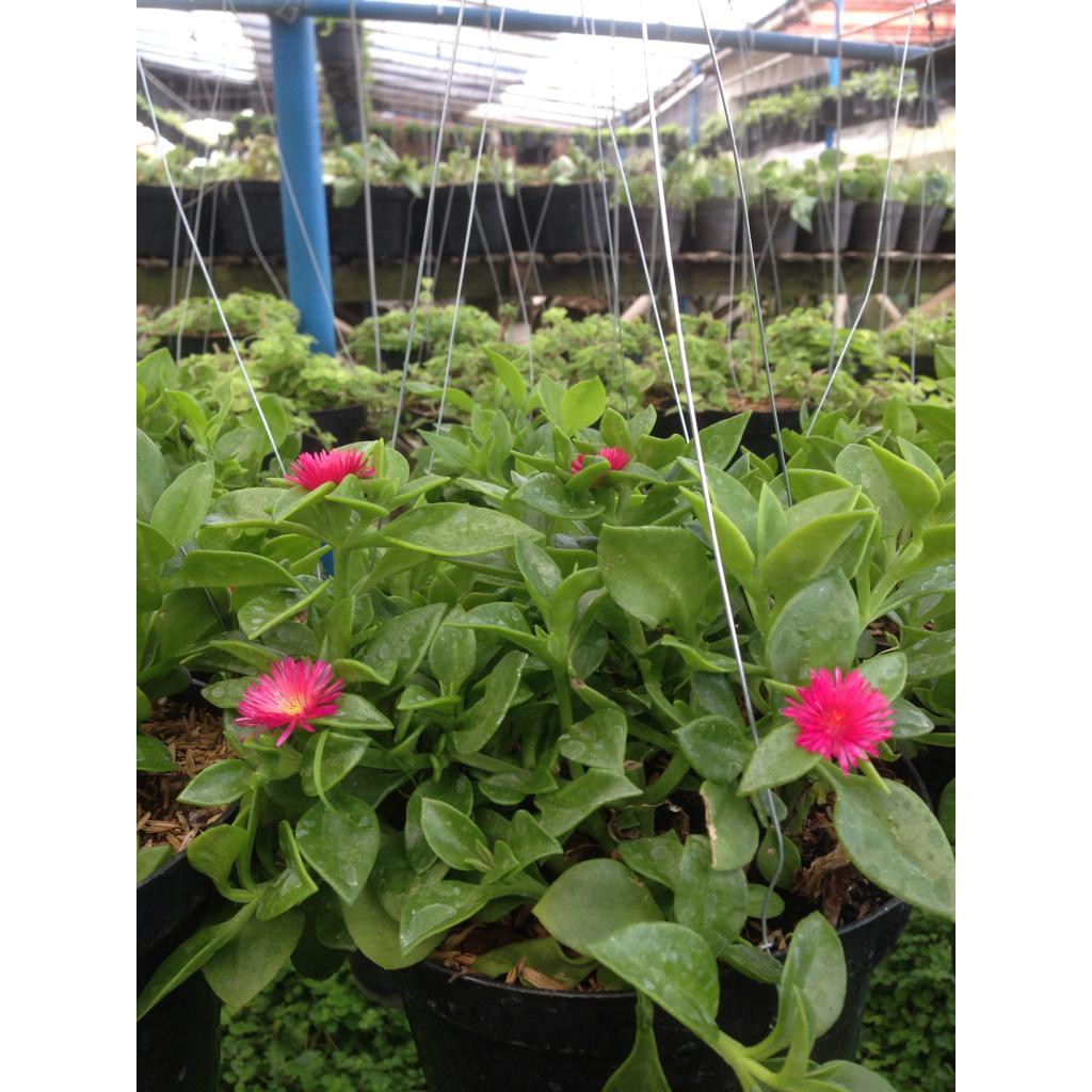 Jual Tanaman Baby Sun Rose - Bibit Tanaman Gantung Pohon Hidup | Shopee ...