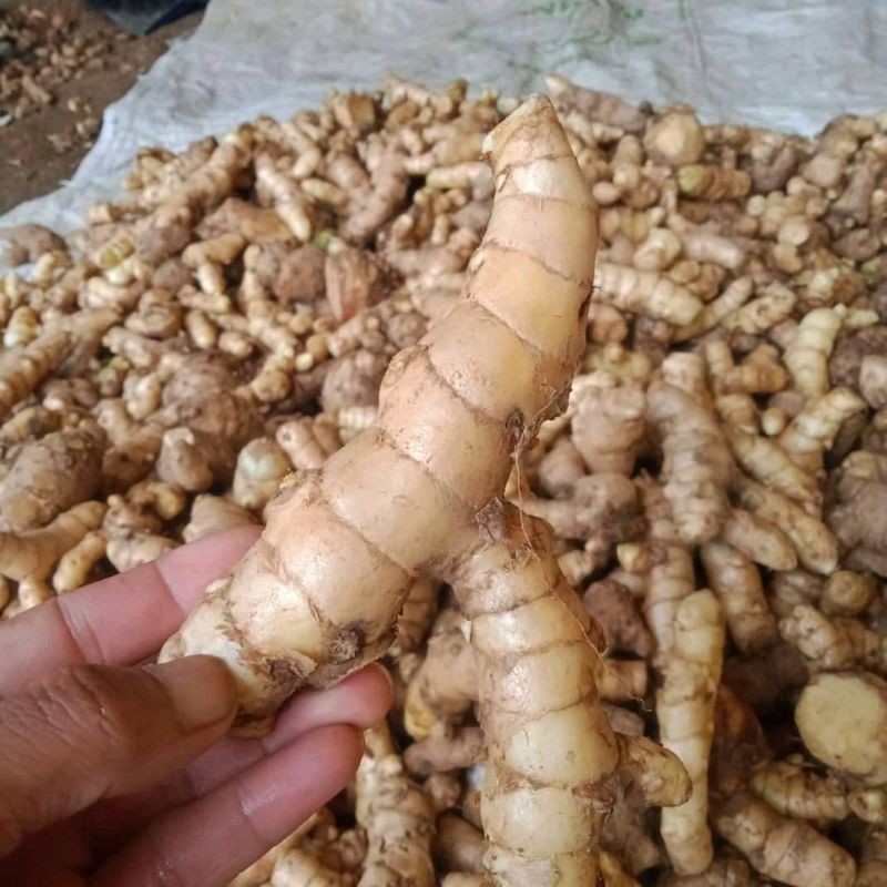 Jual temu putih/curcuma zedoaria (temu putih) 1 kg | Shopee Indonesia