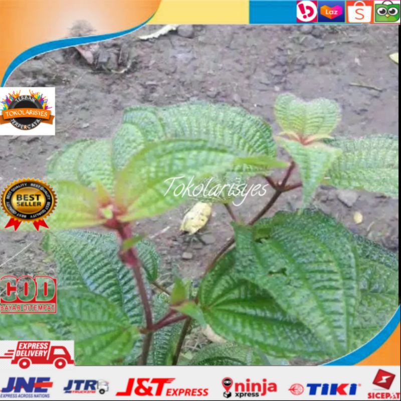 Jual Paket hemat 250 gram daun senggani senduduk atau harendong bulu ...