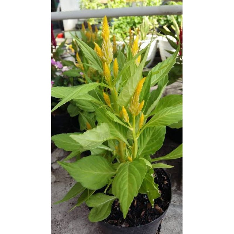 Jual Bunga Celosia Cristata(JENGGER AYAM MERAH,KUNING) | Shopee Indonesia