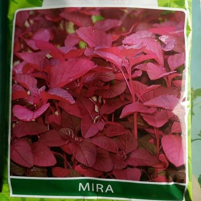 Jual Benih Biji Bayam Merah MIRA 500gr | Shopee Indonesia