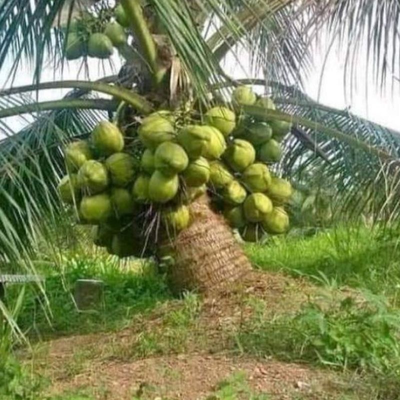 Jual BIBIT KELAPA GENJAH ENTOK/ KELAPA PENDEK SUDAH BERBUAH LEBAT/BIBIT ...