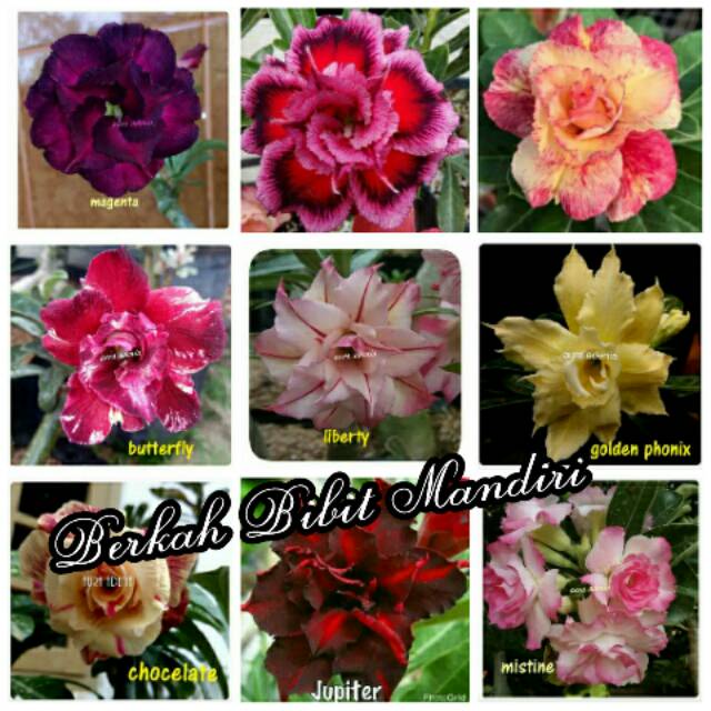 Jual Paket 10 Batang Bibit Bunga Kamboja Jepang Triple Warna Terbaru ...