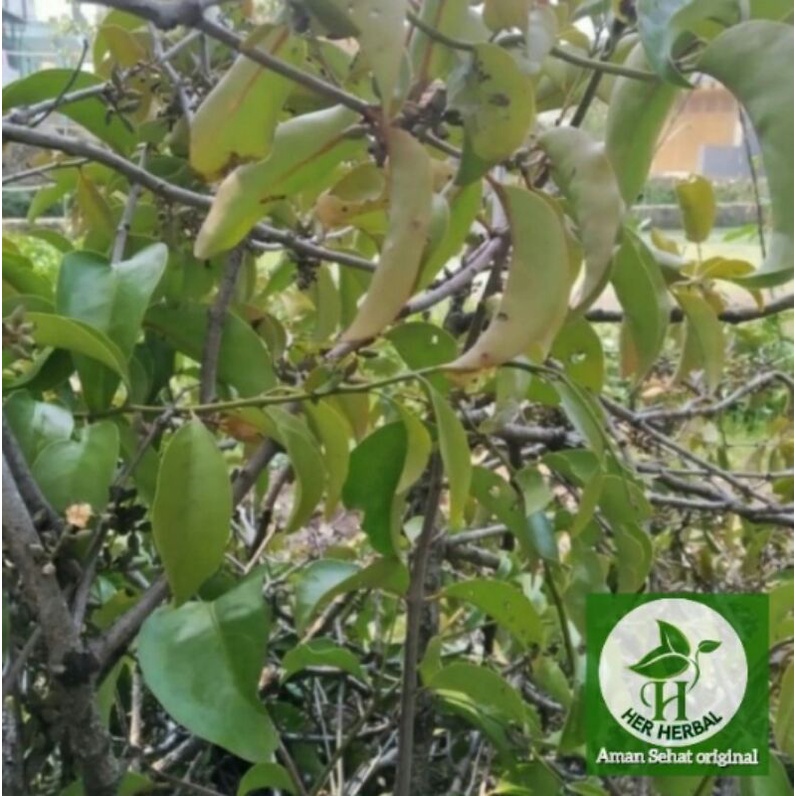 Jual Benalu Pohon Randu 250gram | Shopee Indonesia