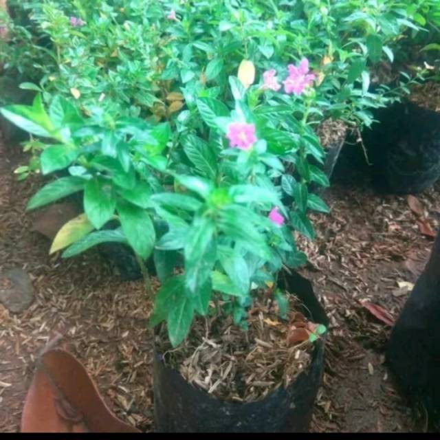 Jual Tanaman hias bunga taiwan beauty bunga ungu | Shopee Indonesia