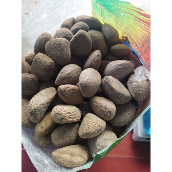 Jual Keluwak / Kluwek / Pincung/ Kepayang / Pacung / Pakem / Pangi (1 ...