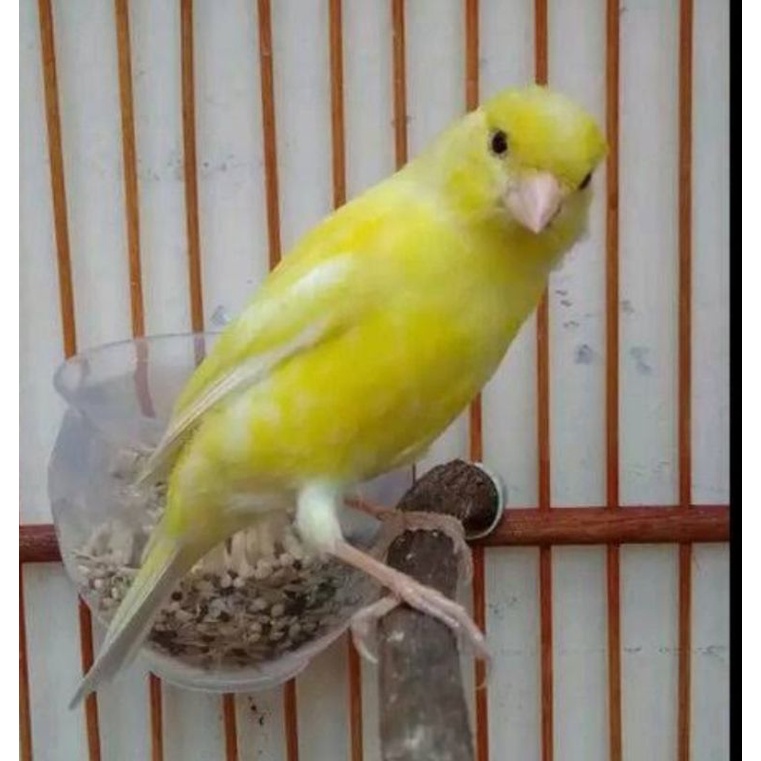 Jual kenari loper betina paud | Shopee Indonesia